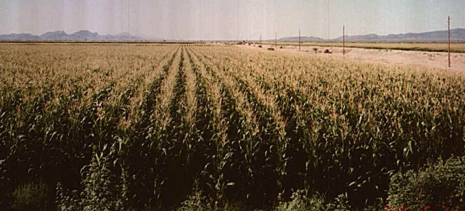 The Field of Music: Cultivating Hearts for the Implanting of the Word ...