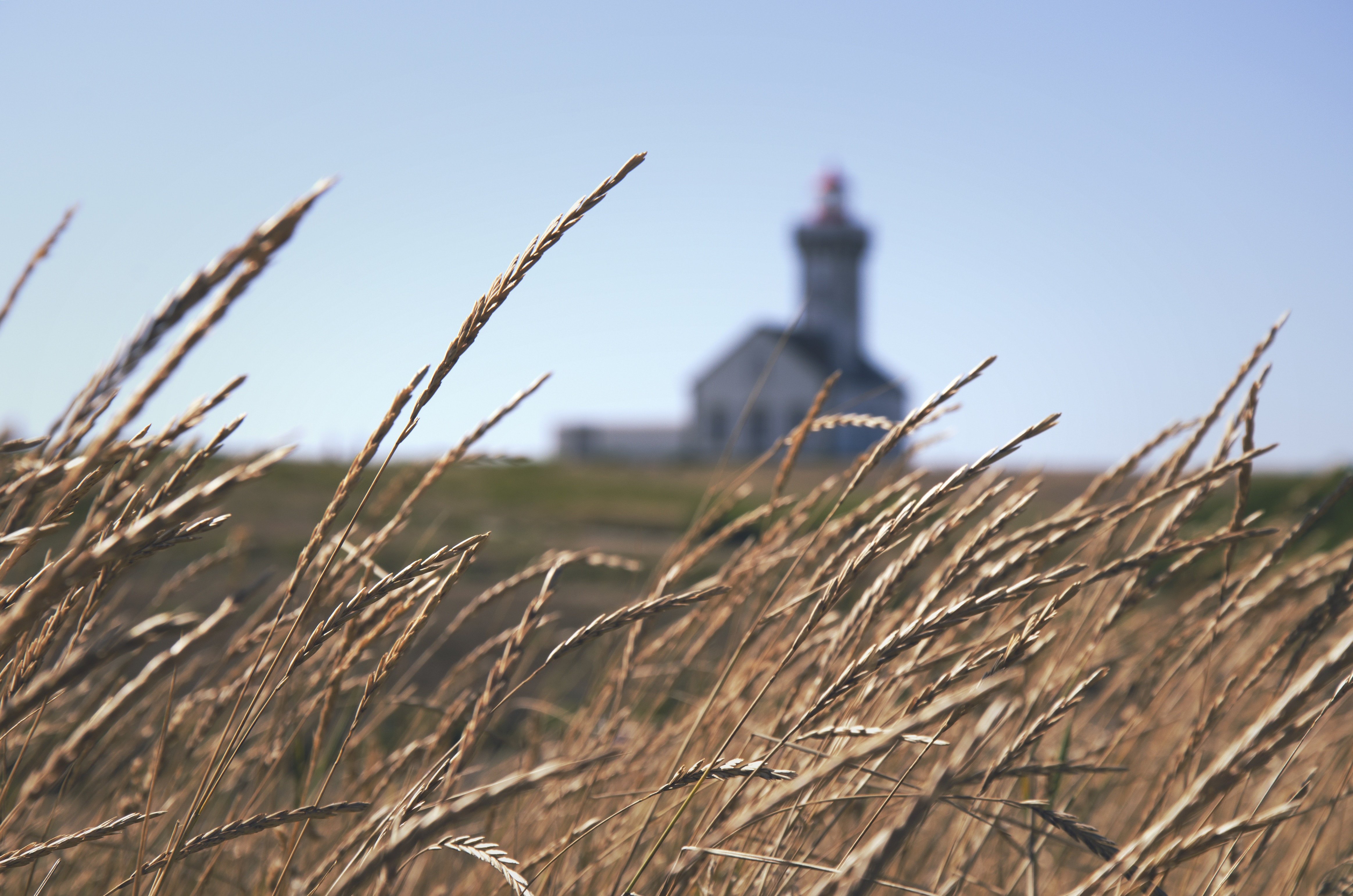 The Field Of Anticipation The Parable Of The Wheat And Tares Matthew The Field Of Anticipation The Parable Of The Wheat And Tares Matthew