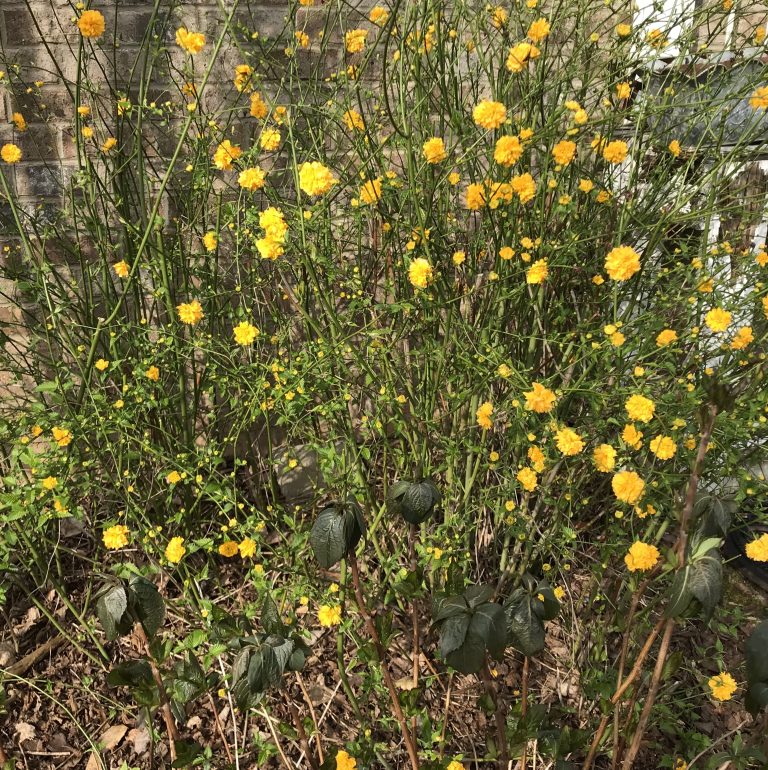 The Legacy and the Legend of the Milton March Rose